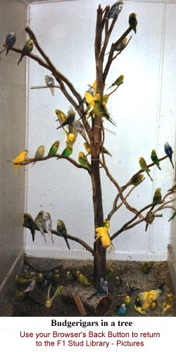 F1 Stud Budgerigar Web Page - F1 Stud Library - Budgerigar Pictures